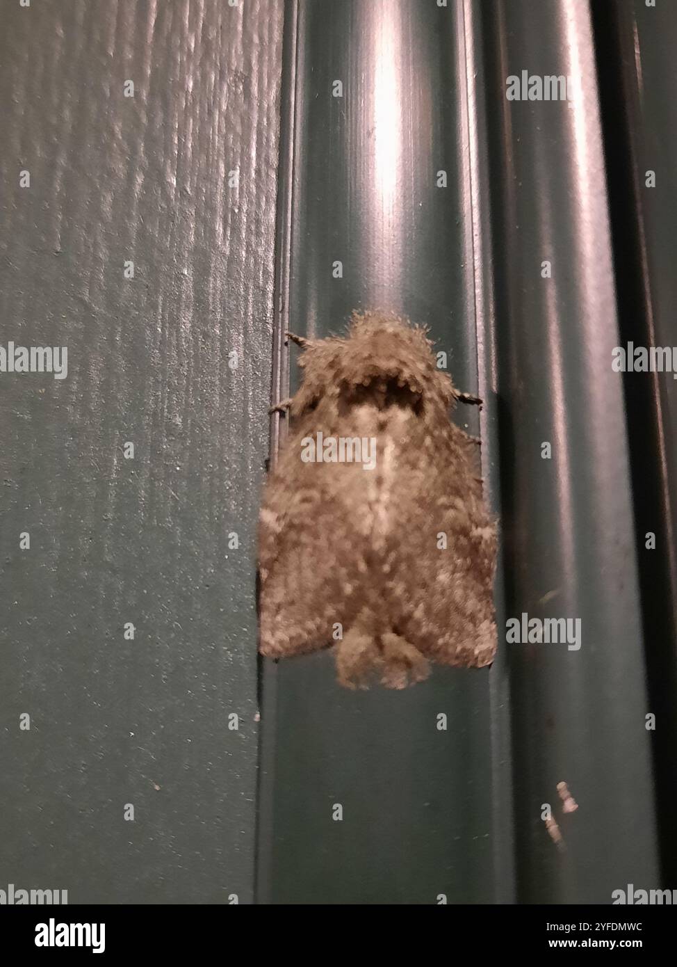 Saddled Prominent (Cecrita guttivitta Stock Photo - Alamy