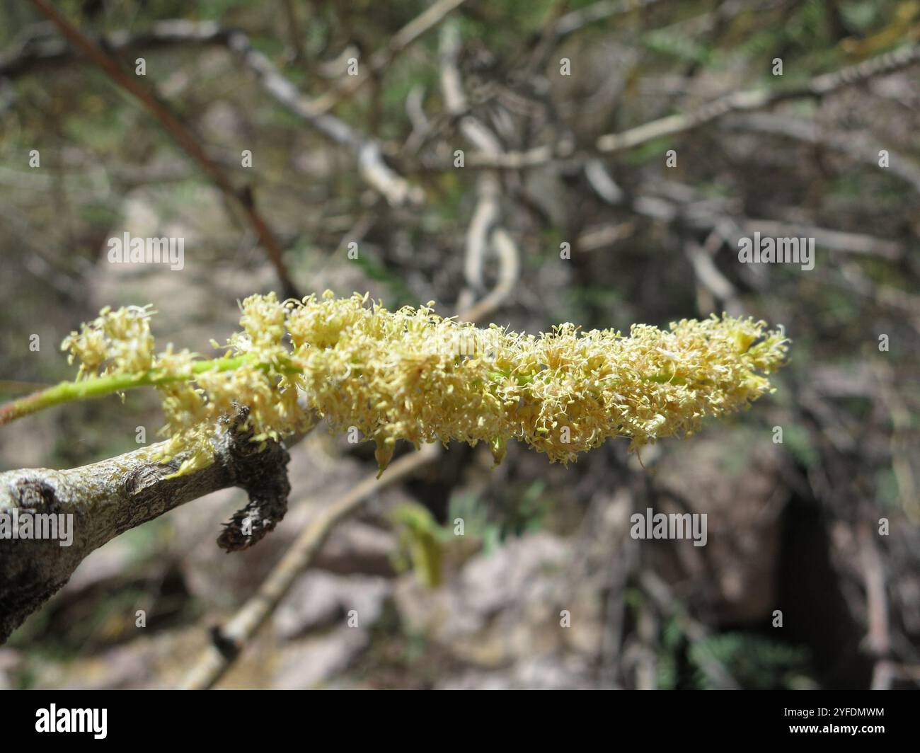 Mimoseae hi-res stock photography and images - Alamy