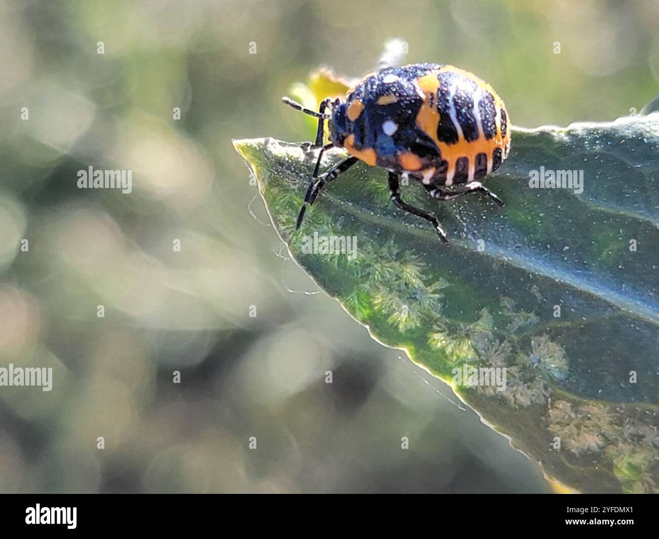 Harlequin Bug (Murgantia histrionica Stock Photo - Alamy