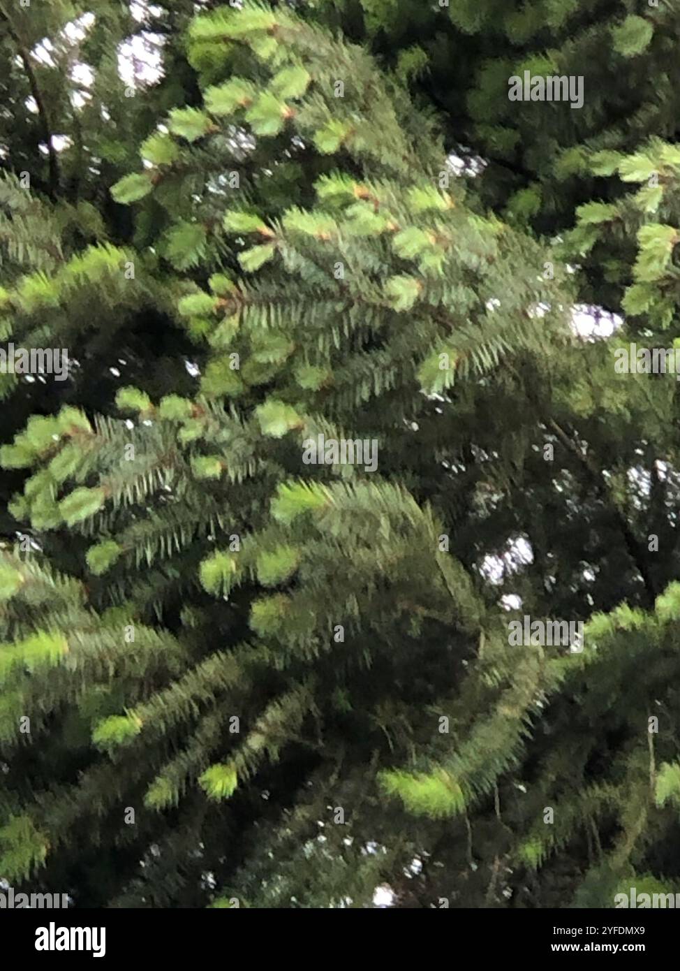 pines, spruces, larches, and allies (Pinoideae Stock Photo - Alamy