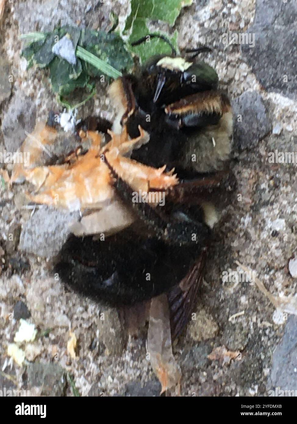 Virginia Carpenter Bee (Xylocopa virginica virginica Stock Photo - Alamy