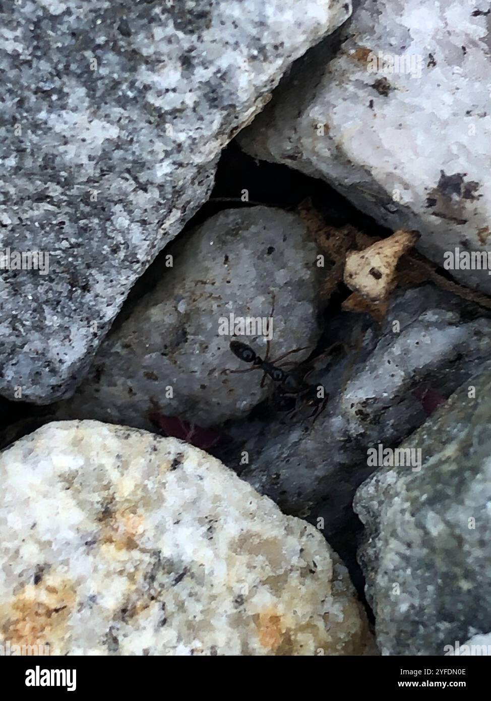 Asian Needle Ant (Brachyponera chinensis Stock Photo - Alamy