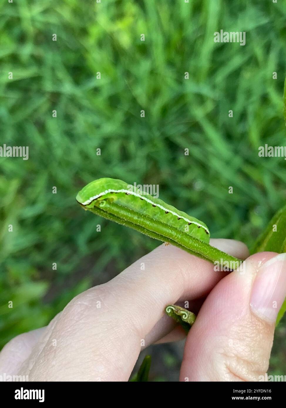 Florida Fern Moth (Callopistria floridensis Stock Photo - Alamy