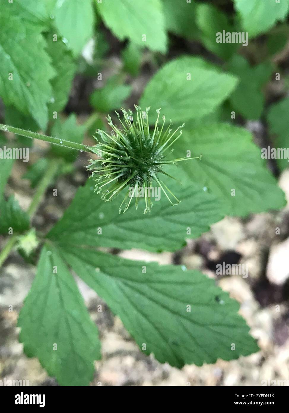 white avens (Geum canadense Stock Photo - Alamy