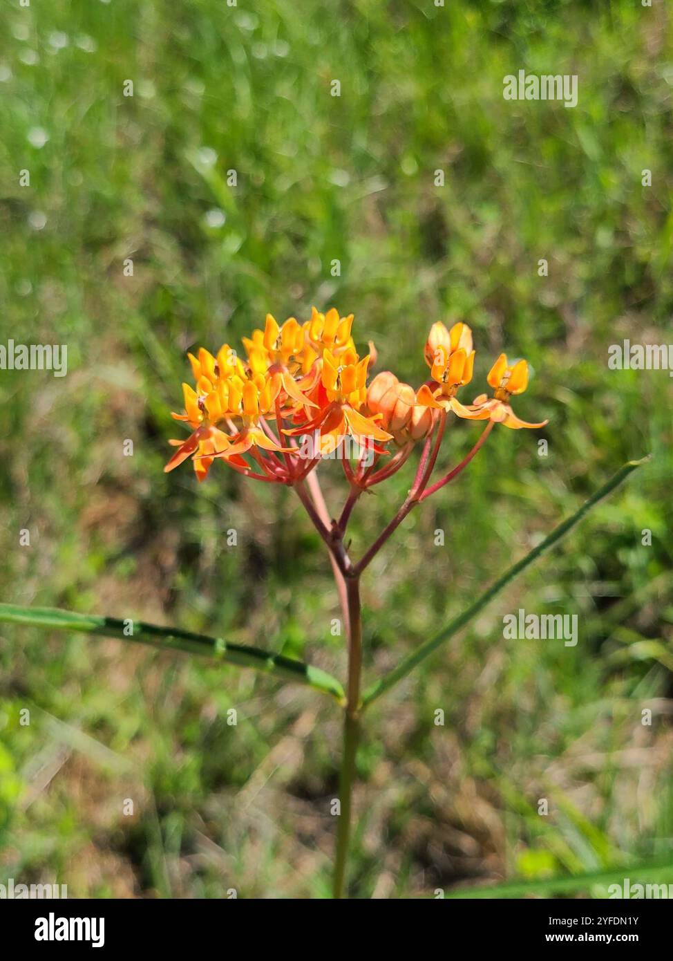 Asclepias lanceolata hi-res stock photography and images - Alamy