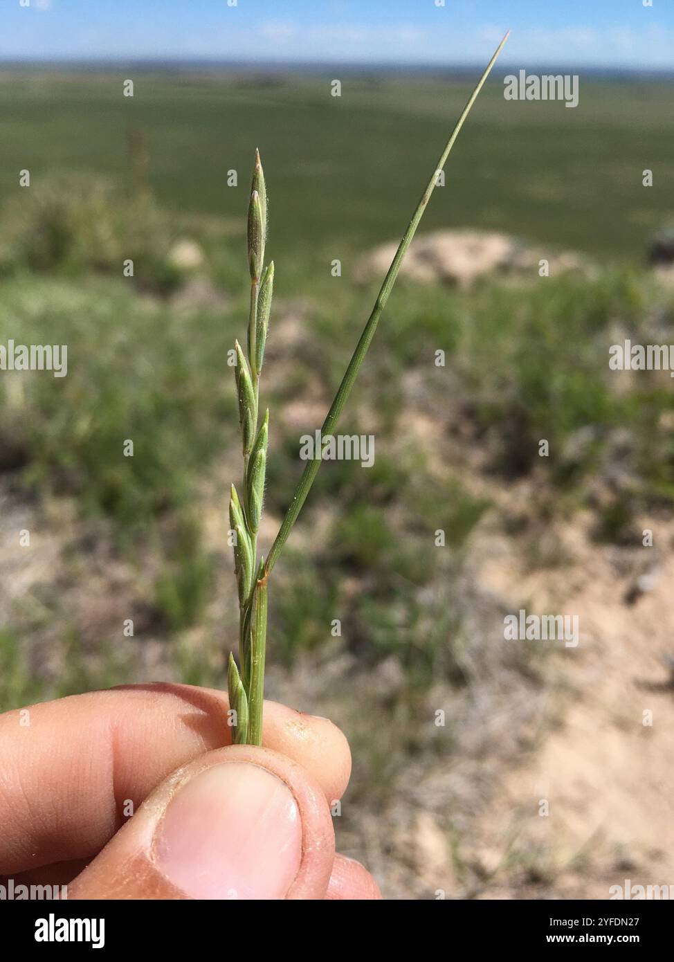 thickspike wheatgrass (Elymus lanceolatus Stock Photo - Alamy