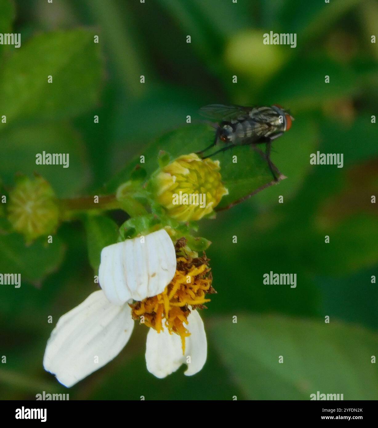 Cyclorrhaphan Flies (Cyclorrhapha Stock Photo - Alamy