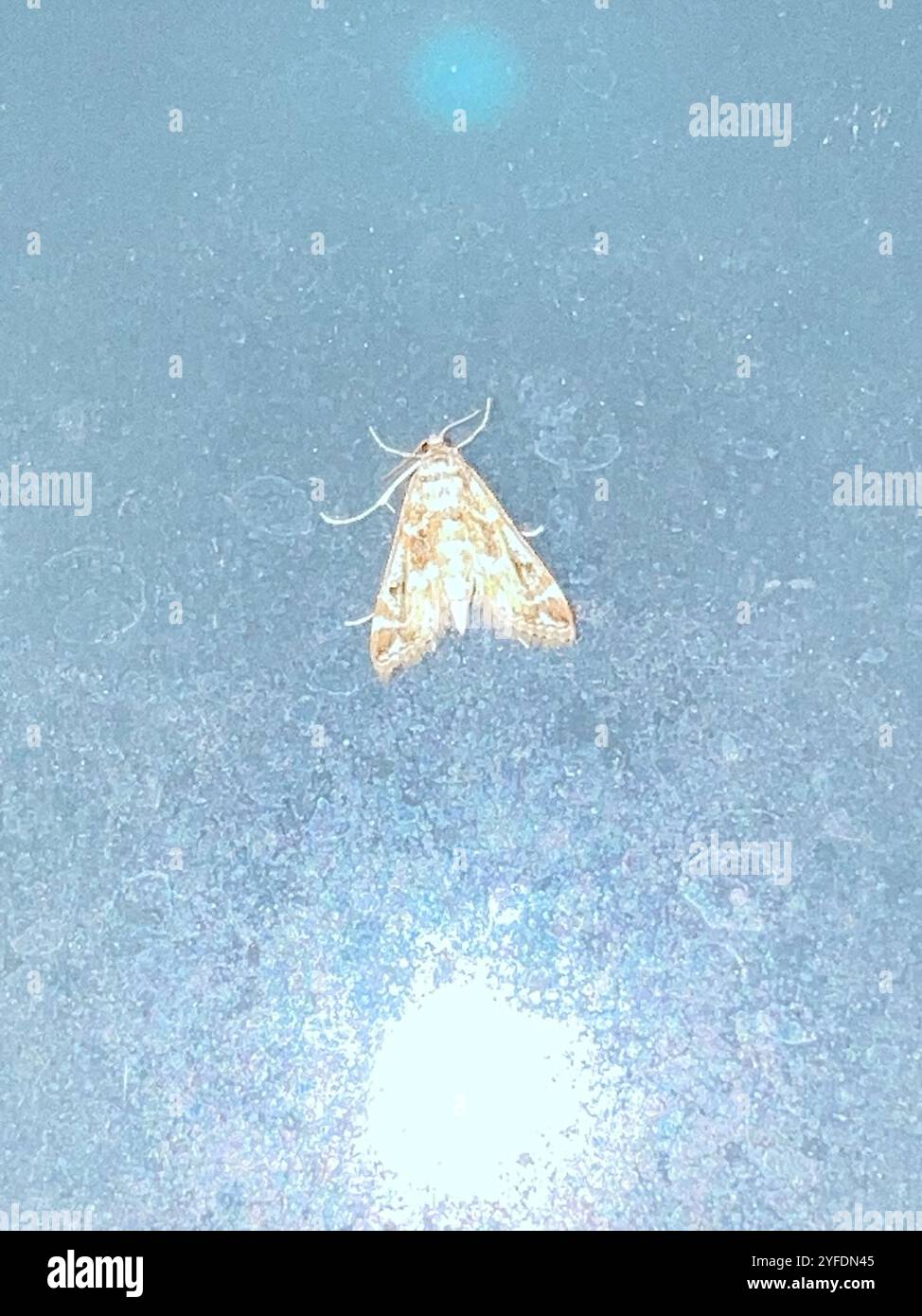 China-mark Moths (Acentropinae Stock Photo - Alamy