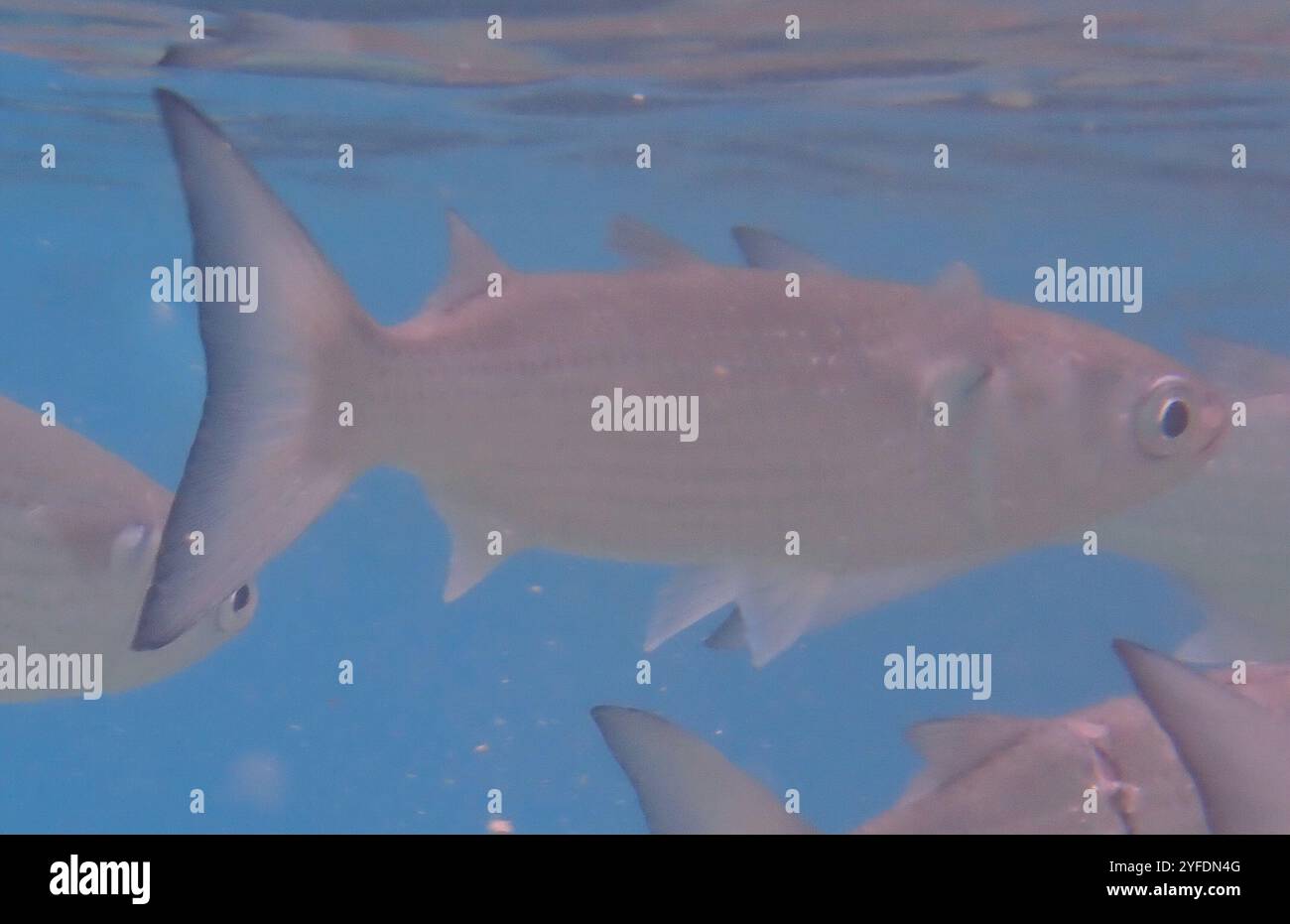 White Mullet (Mugil curema Stock Photo - Alamy