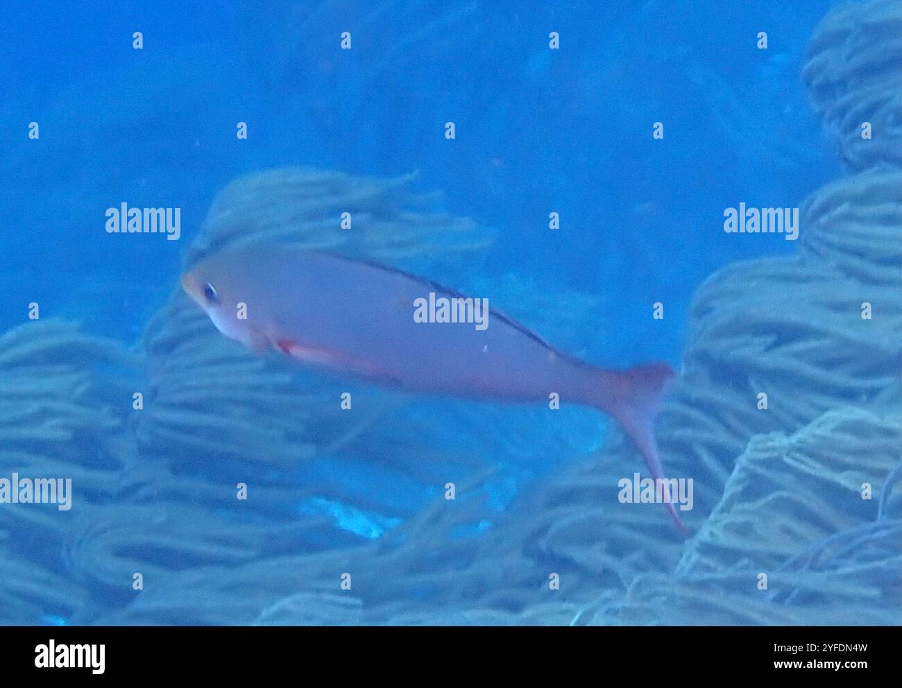 Atlantic Creolefish (Paranthias furcifer Stock Photo - Alamy