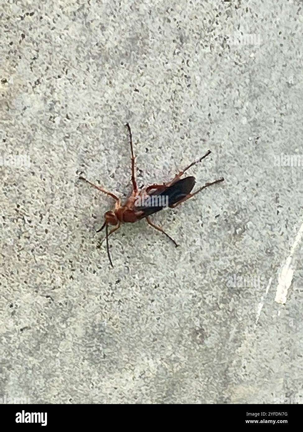 Rusty spider wasp hi-res stock photography and images - Alamy