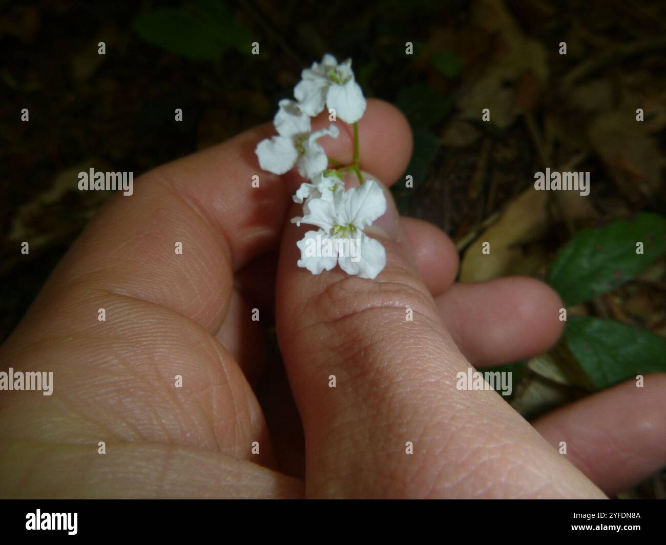 Trefoil Cress (Cardamine trifolia Stock Photo - Alamy