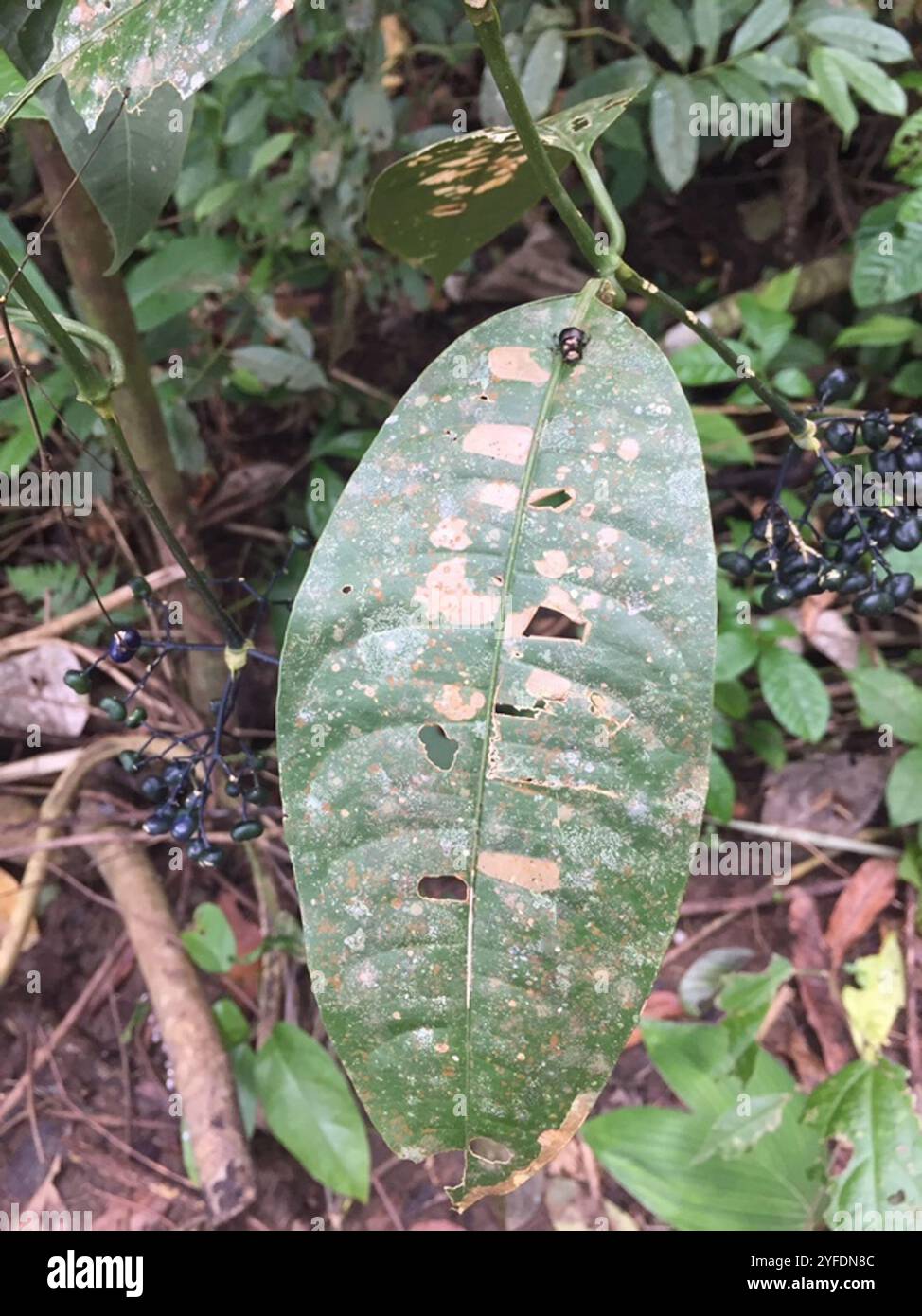 Faramea multiflora hi-res stock photography and images - Alamy