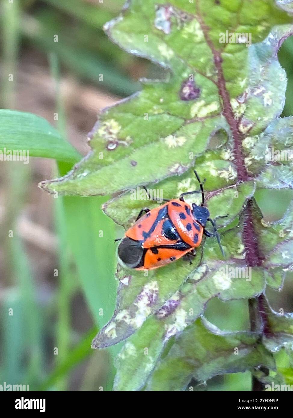 red cabbage bug (Eurydema ornata Stock Photo - Alamy