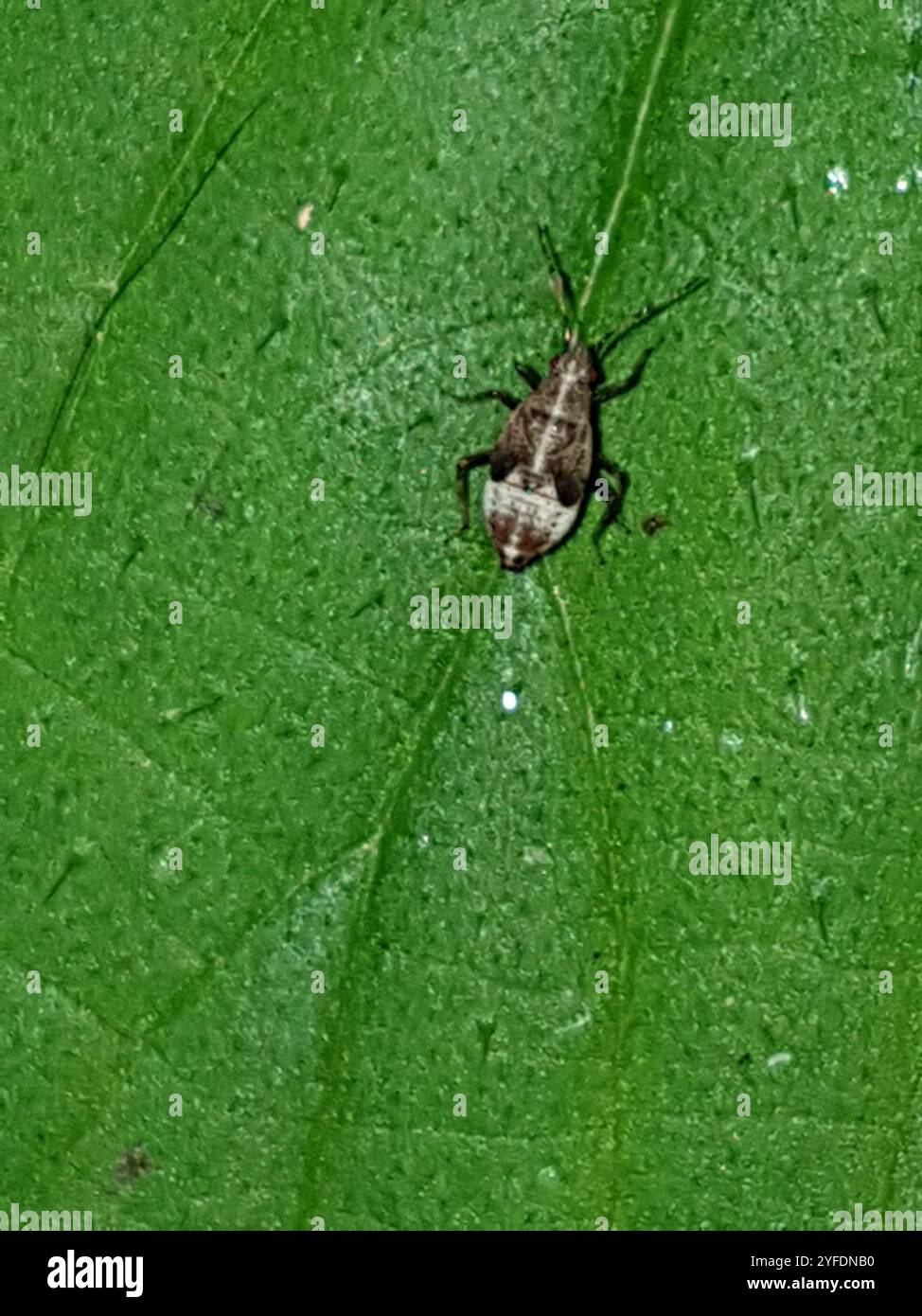 True Bugs (Heteroptera Stock Photo - Alamy