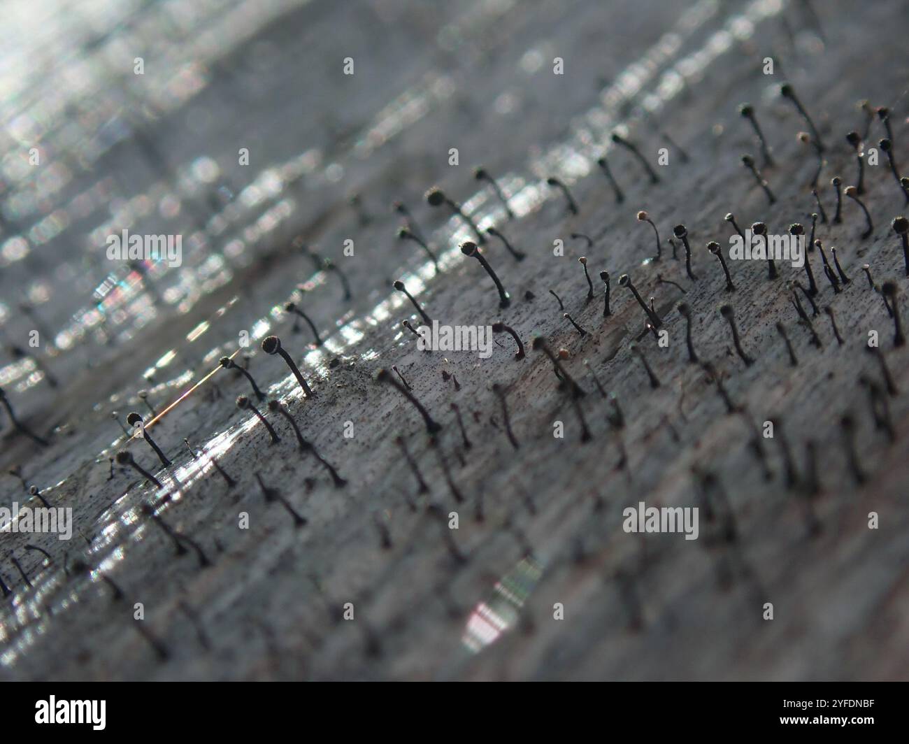 Mycocalicium subtile hi-res stock photography and images - Alamy
