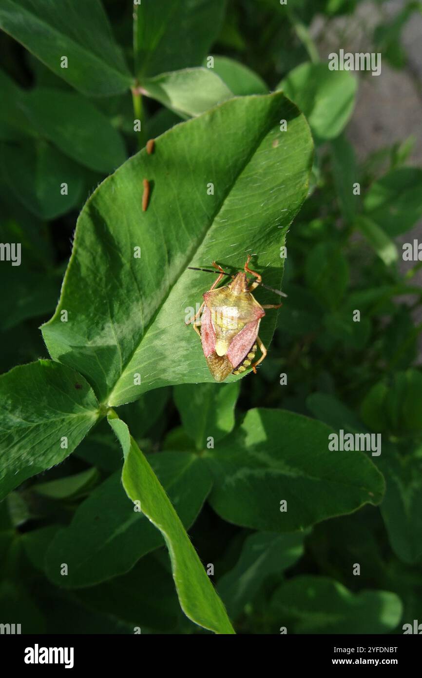 Black shouldered shieldbug hi-res stock photography and images - Alamy