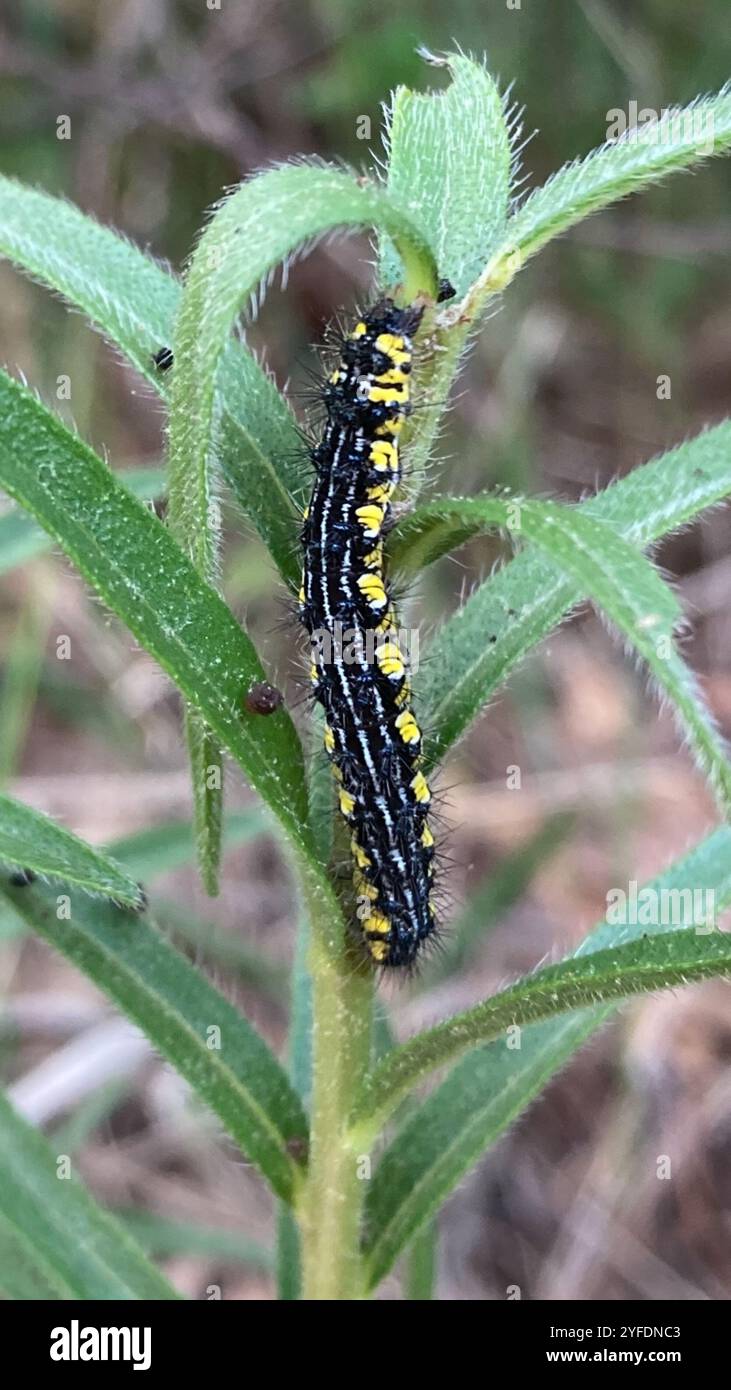 Neighbor Moth (Haploa contigua Stock Photo - Alamy
