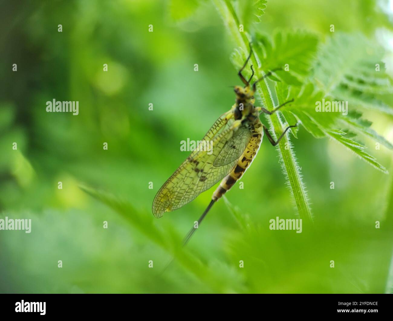 European Green Drake (Ephemera danica Stock Photo - Alamy