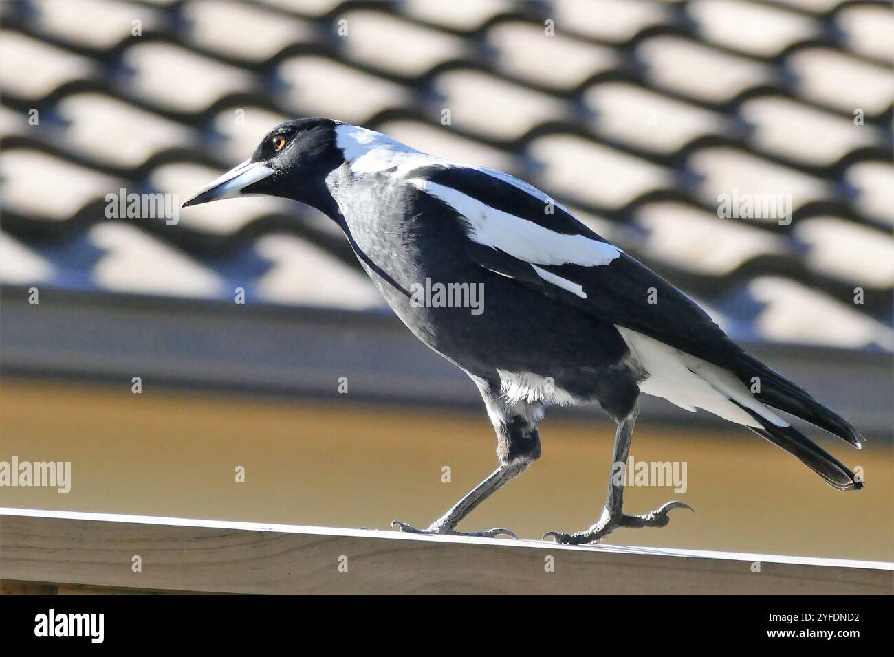 Australian Magpie (Gymnorhina tibicen Stock Photo - Alamy