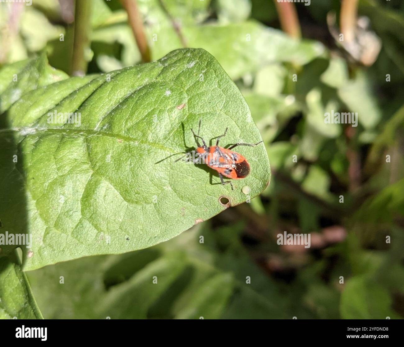 Spotted firebug hi-res stock photography and images - Alamy