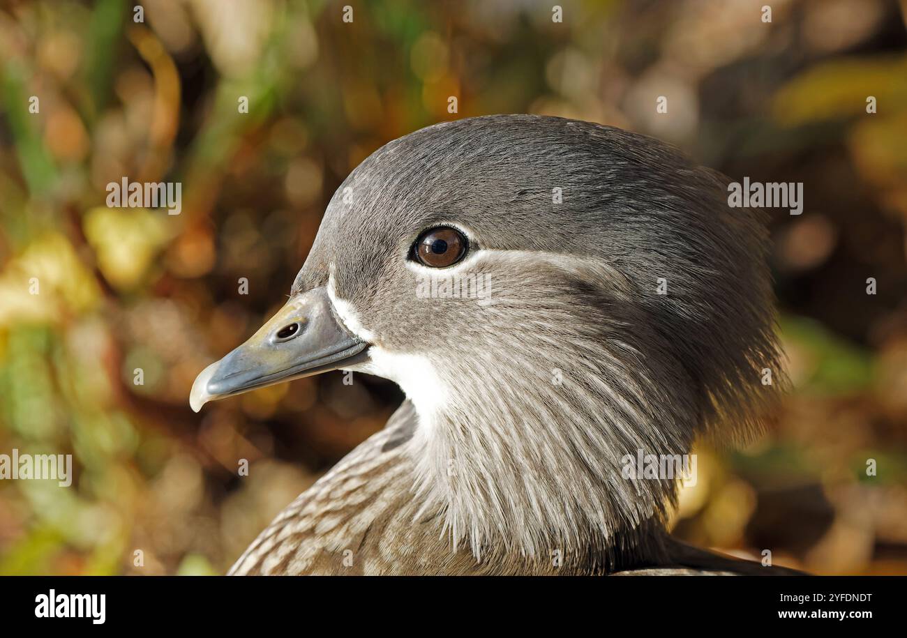 Duck head portrait hi-res stock photography and images - Alamy