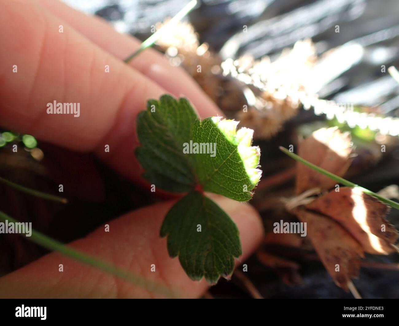 Beach strawberry fragaria chiloensis hi-res stock photography and ...