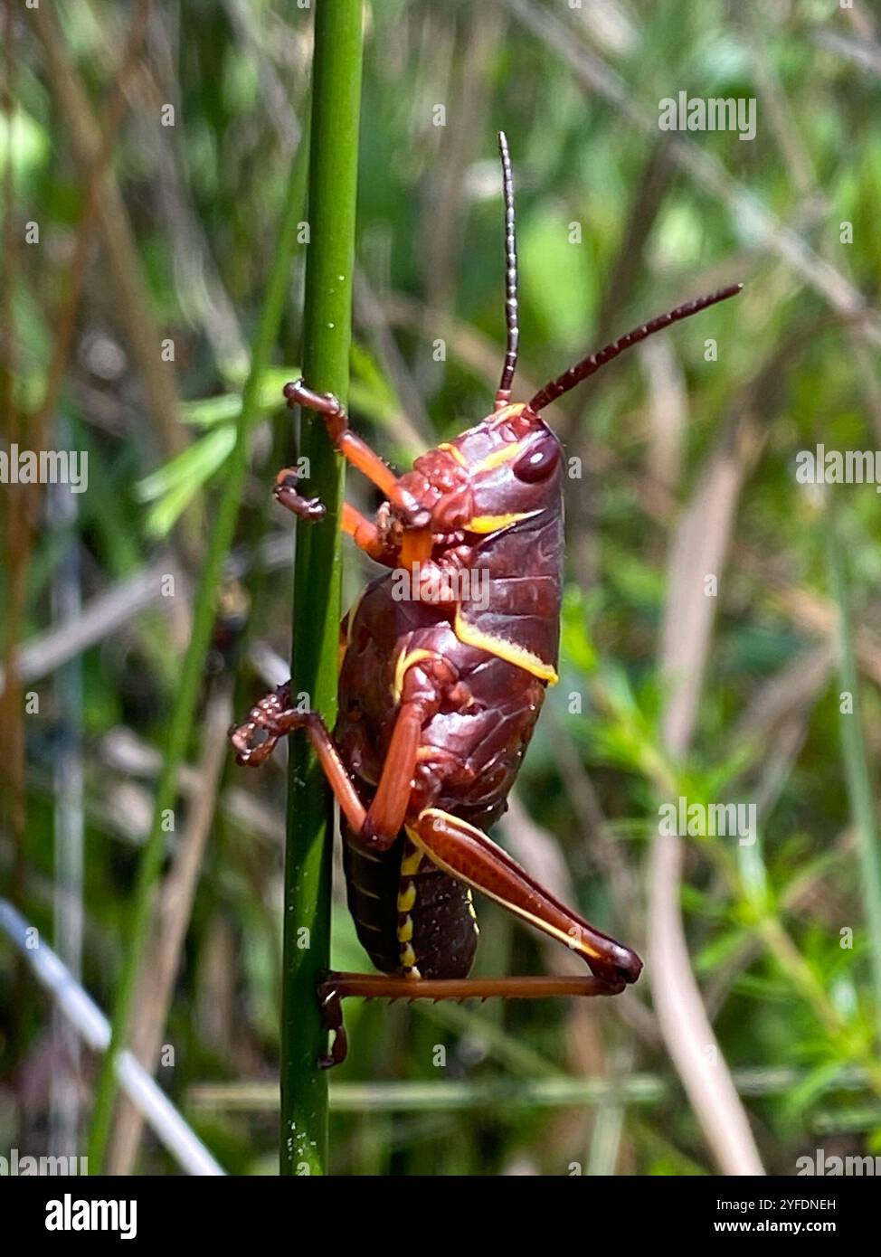 Eastern Lubber Grasshopper (Romalea microptera Stock Photo - Alamy