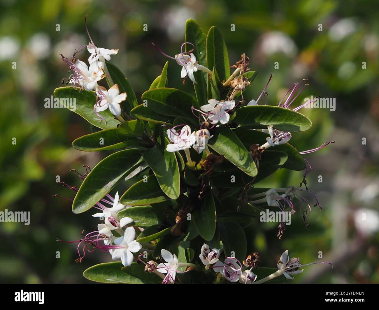 Scrambling clerodendrum hi-res stock photography and images - Alamy