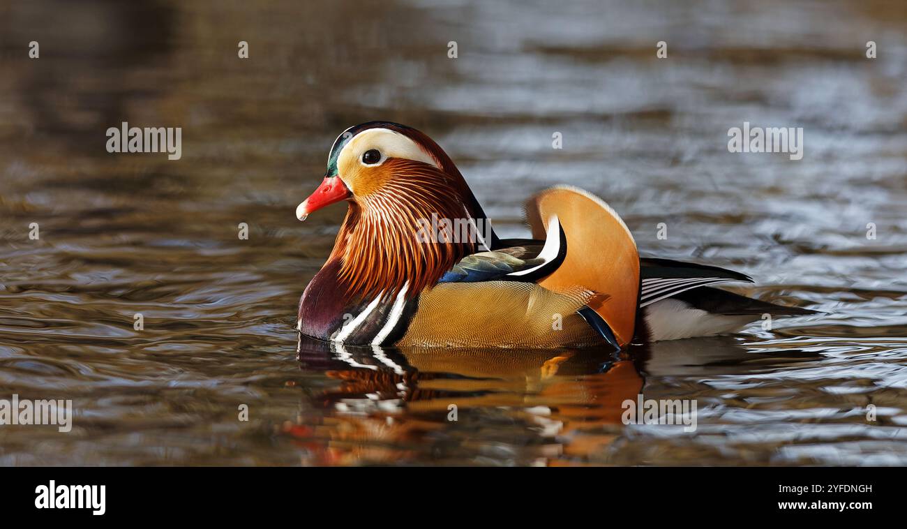 Colourful duck hi-res stock photography and images - Alamy
