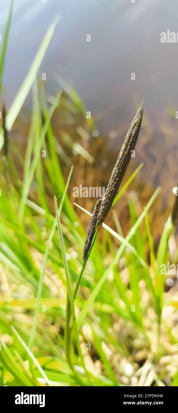 slender tufted-sedge (Carex acuta Stock Photo - Alamy