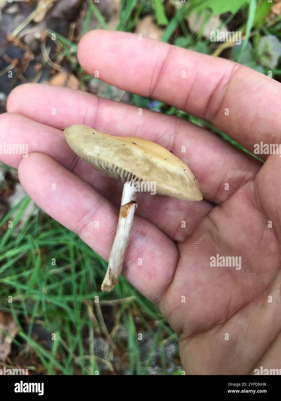 Spring Fieldcap (Agrocybe praecox Stock Photo - Alamy