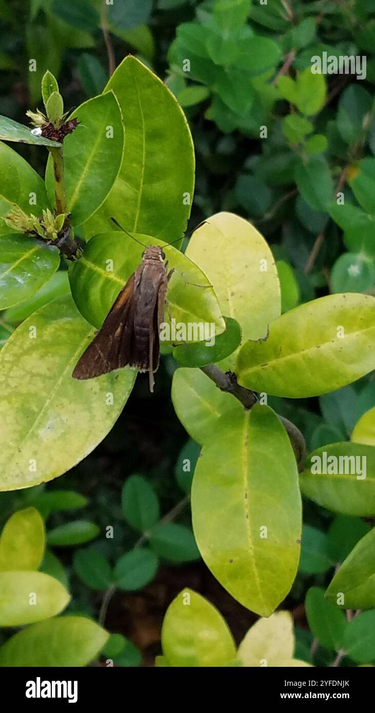 Monk Skipper (Choranthus capucinus Stock Photo - Alamy