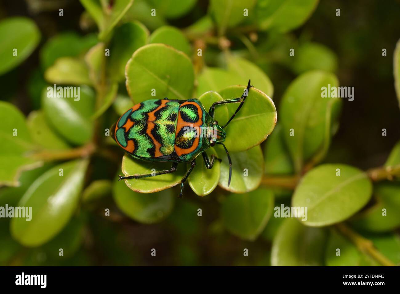 Poecilocoris hi-res stock photography and images - Alamy