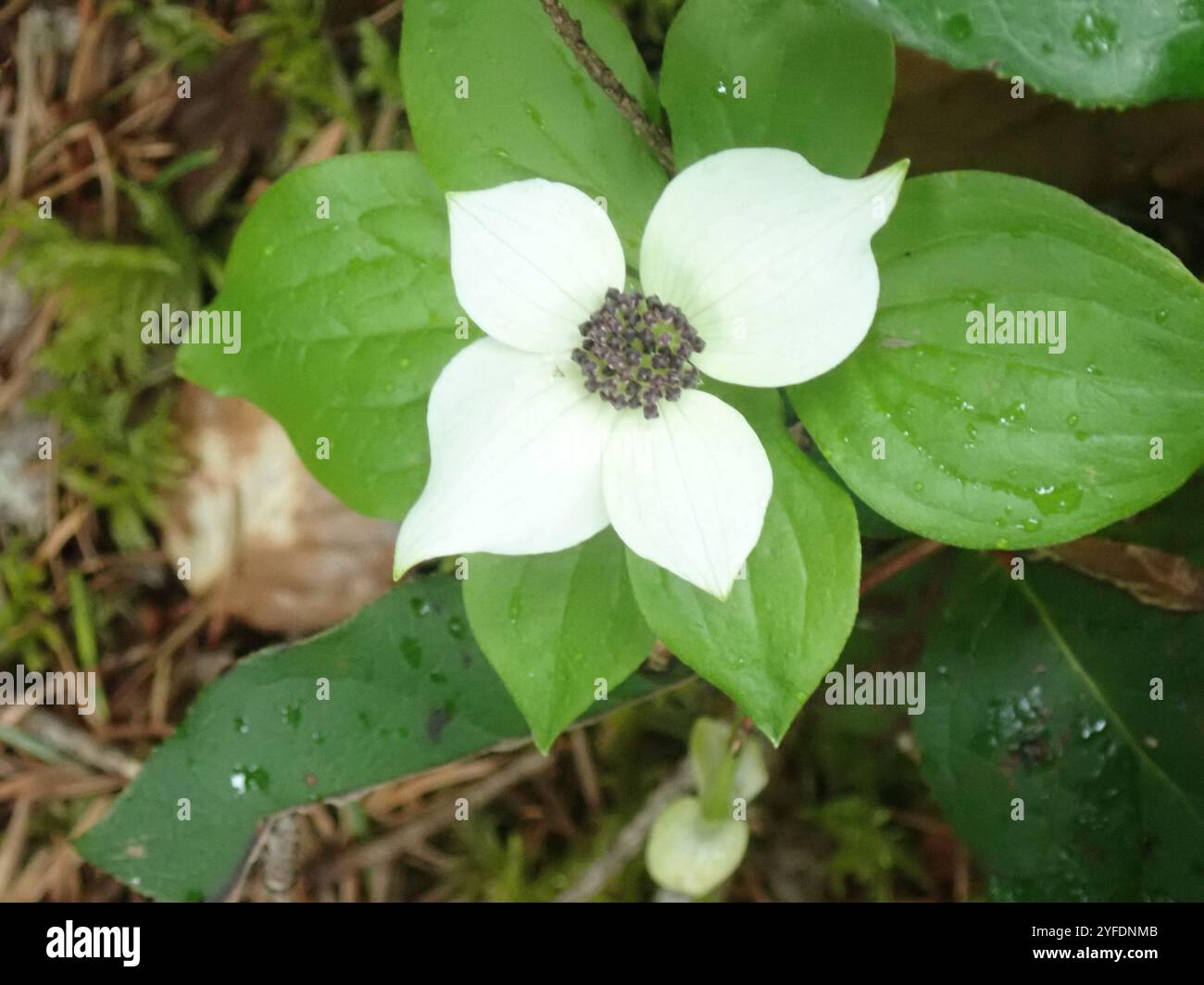 Western Bunchberry (Cornus unalaschkensis Stock Photo - Alamy