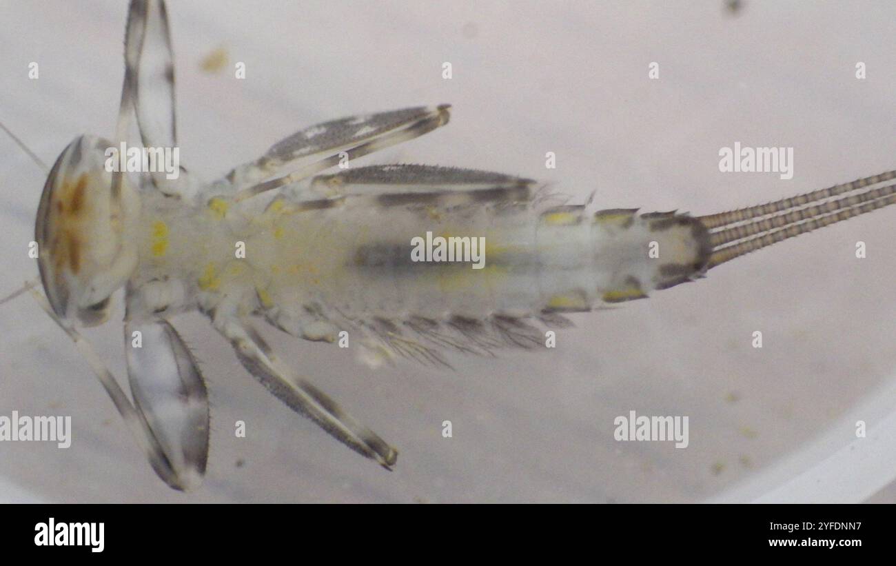 Orange Cahill (Stenacron interpunctatum Stock Photo - Alamy