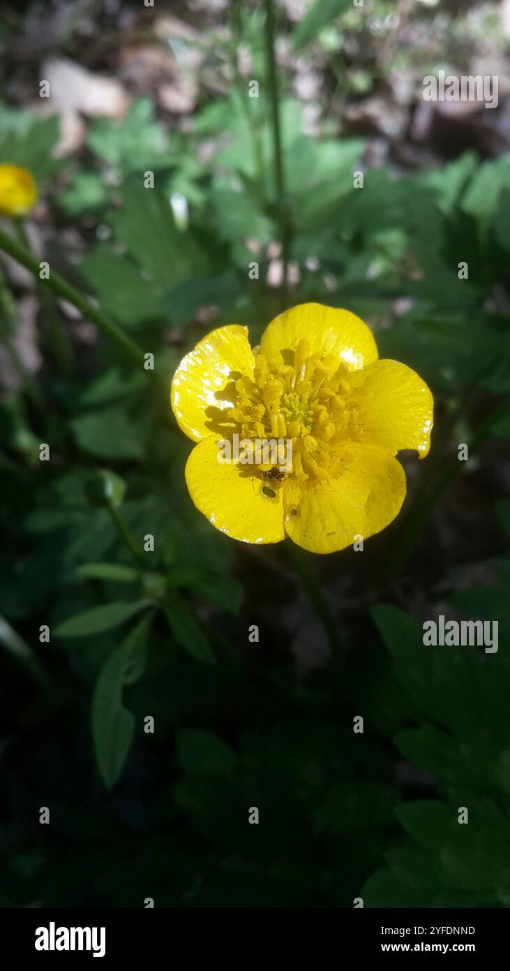 Creeping buttercup (Ranunculus repens Stock Photo - Alamy