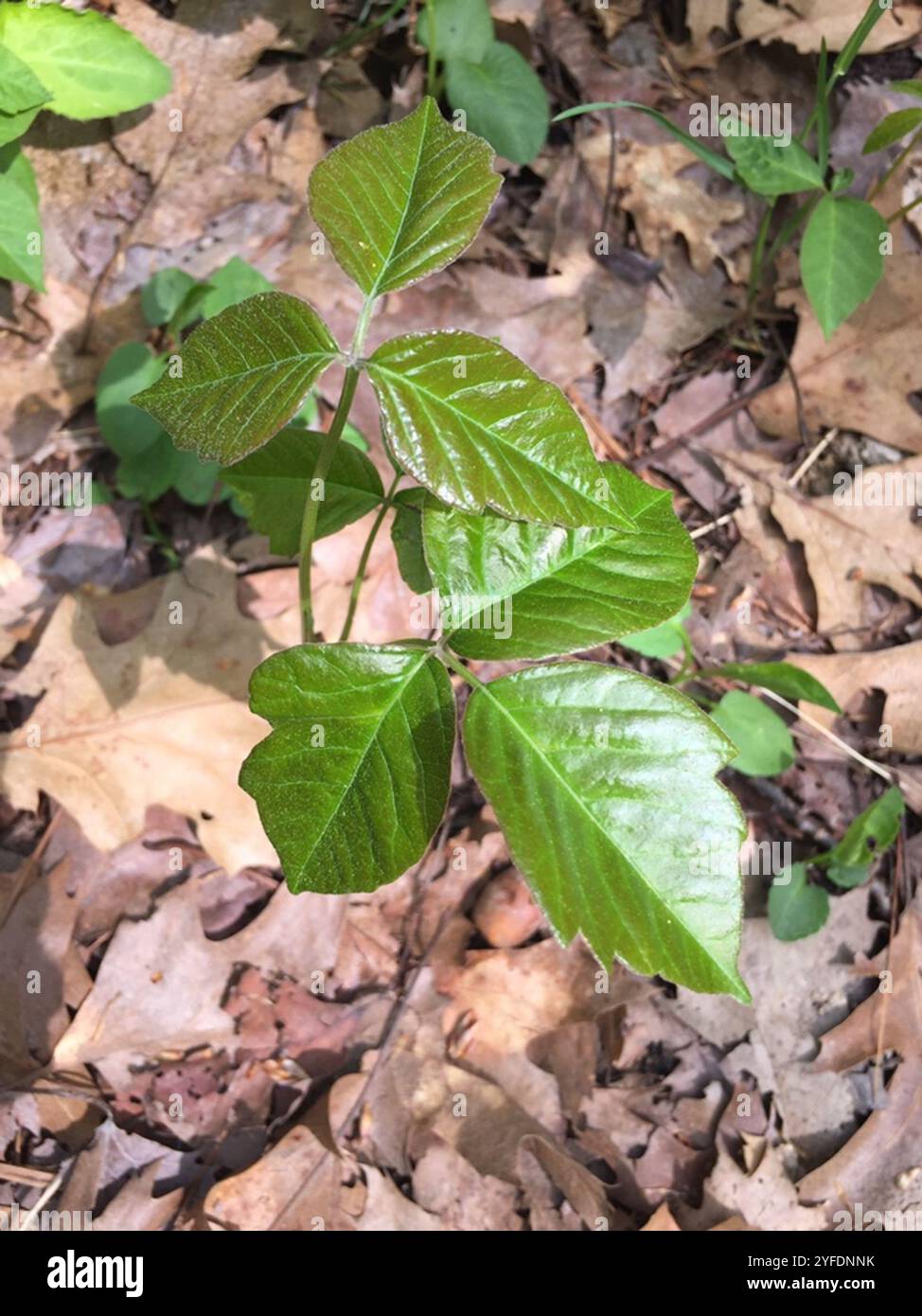 eastern poison ivy (Toxicodendron radicans Stock Photo - Alamy