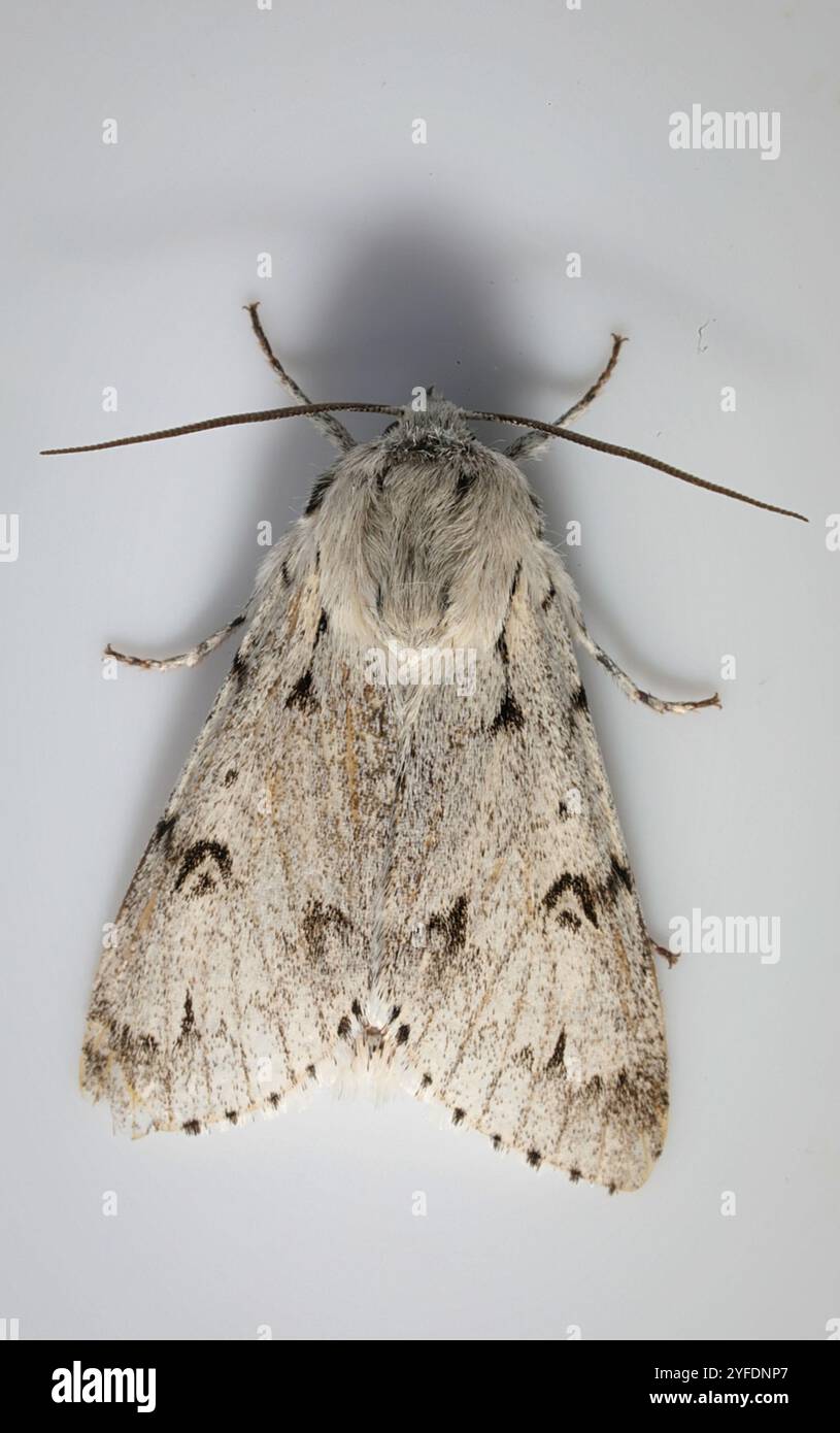 The Miller (Acronicta leporina Stock Photo - Alamy