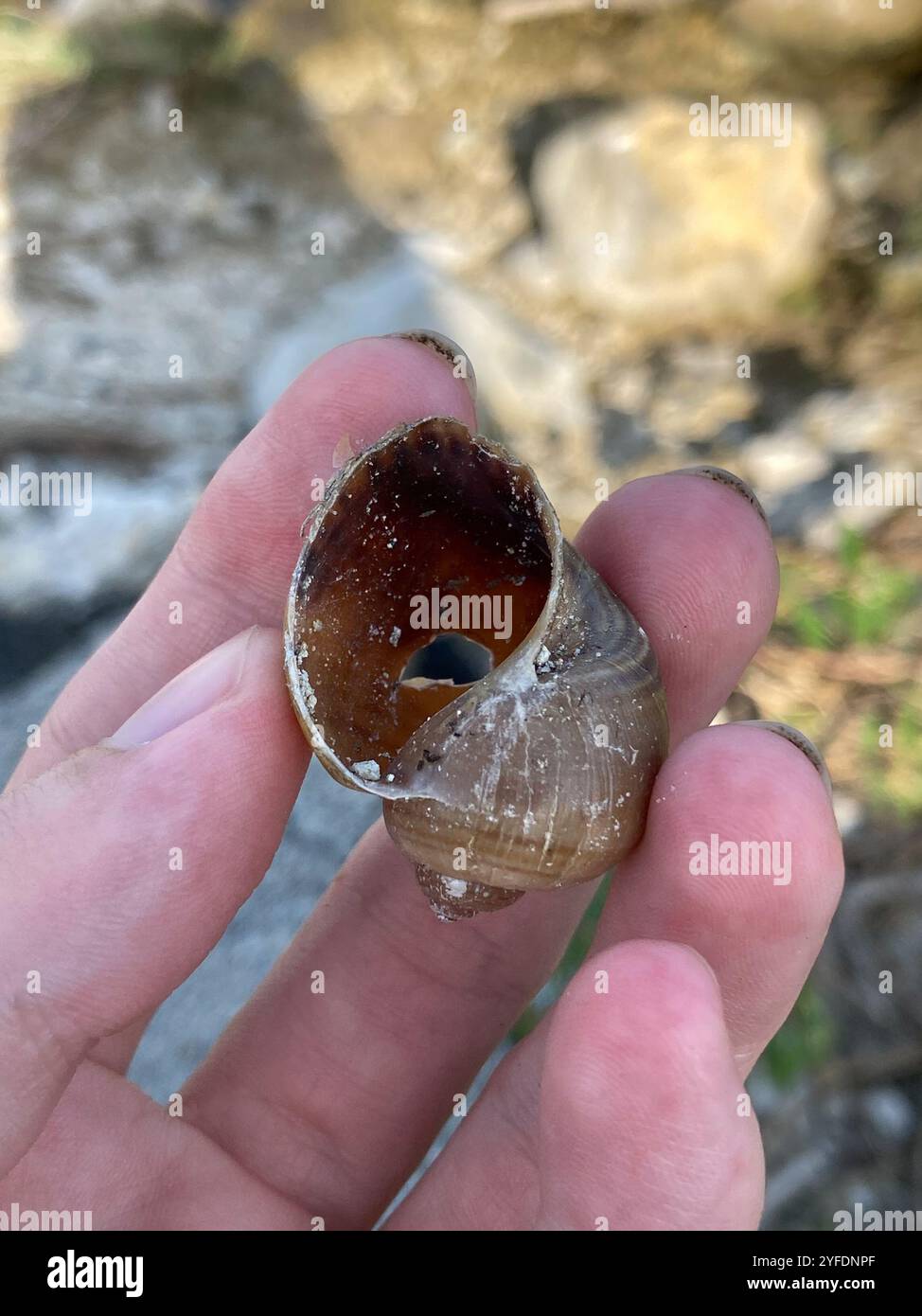 Common Apple Snails (Pomacea Stock Photo - Alamy