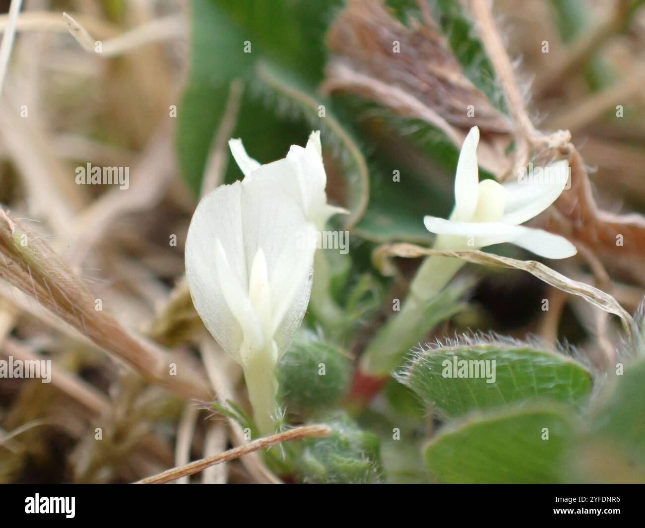 Subterranean Clover (Trifolium subterraneum Stock Photo - Alamy