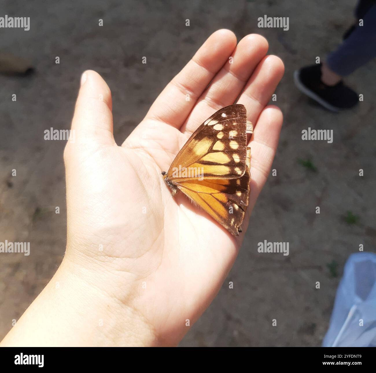 Aega morpho hi-res stock photography and images - Alamy