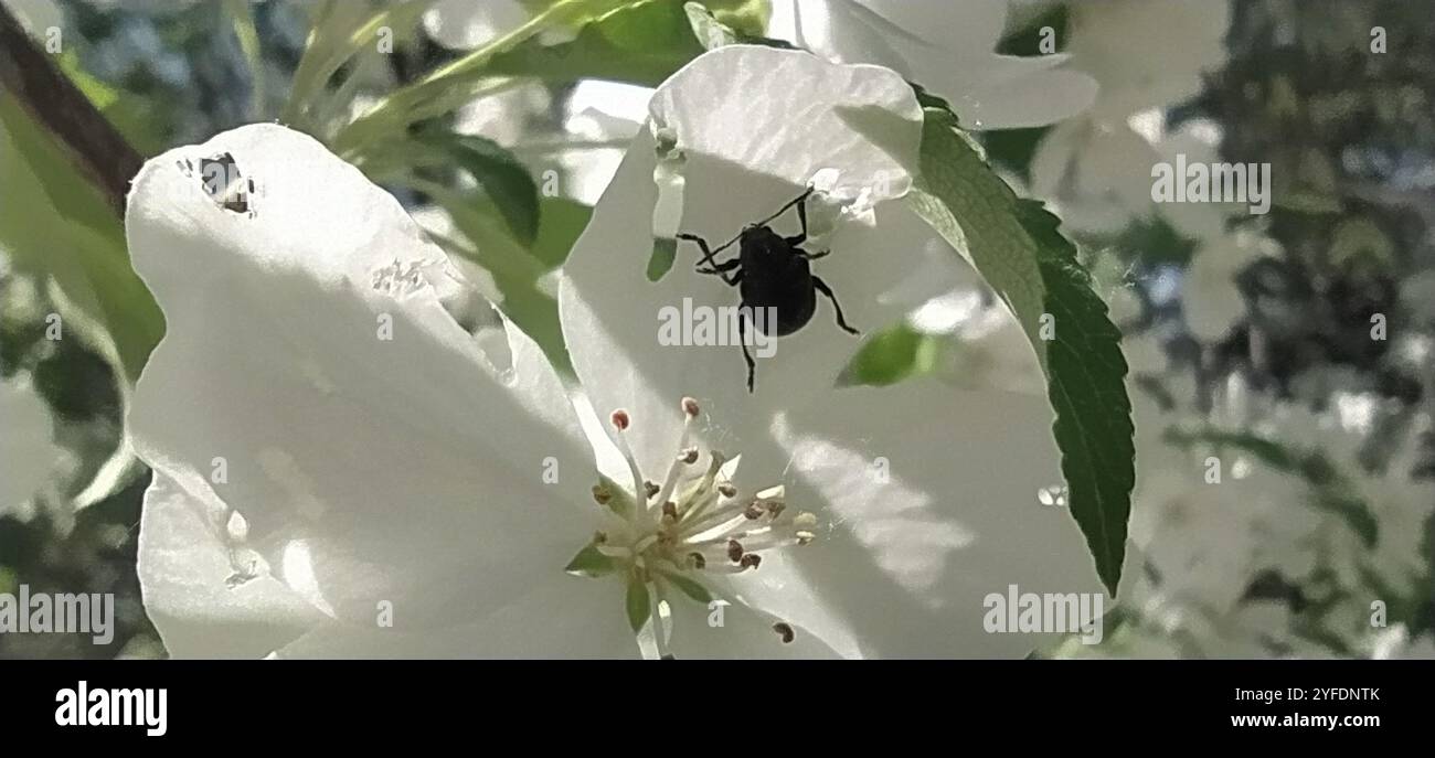 Western Grape Rootworm (Bromius obscurus Stock Photo - Alamy