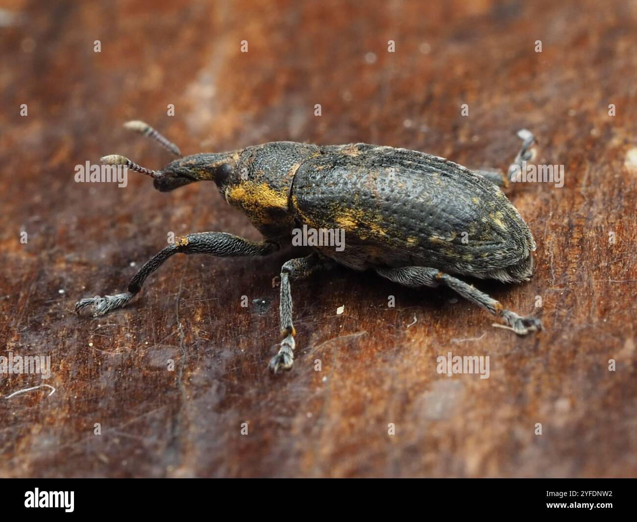 Carlinae hi-res stock photography and images - Alamy