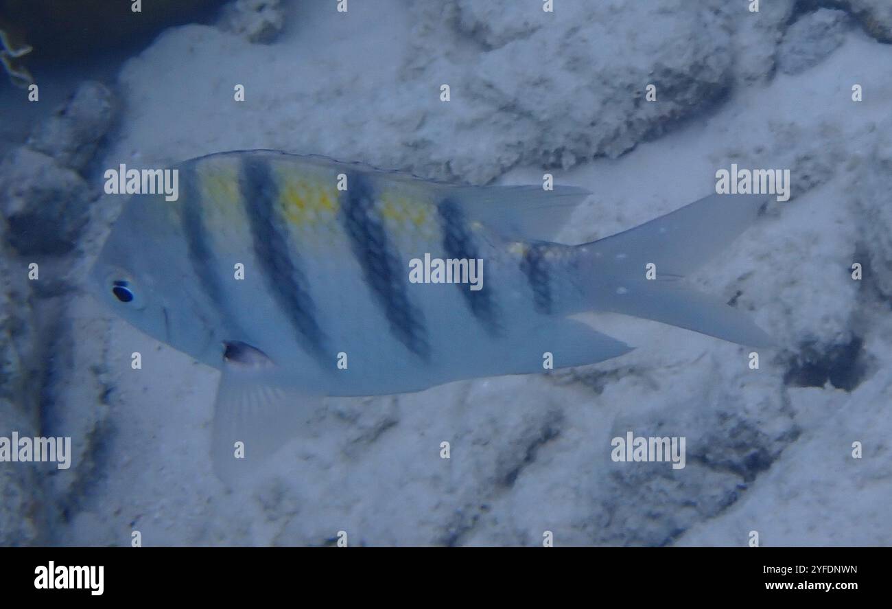 Atlantic Sergeant Major (Abudefduf saxatilis Stock Photo - Alamy