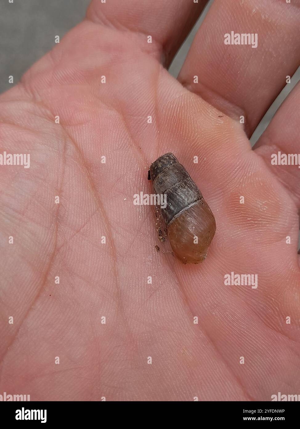 Decollate Snail (Rumina decollata Stock Photo - Alamy