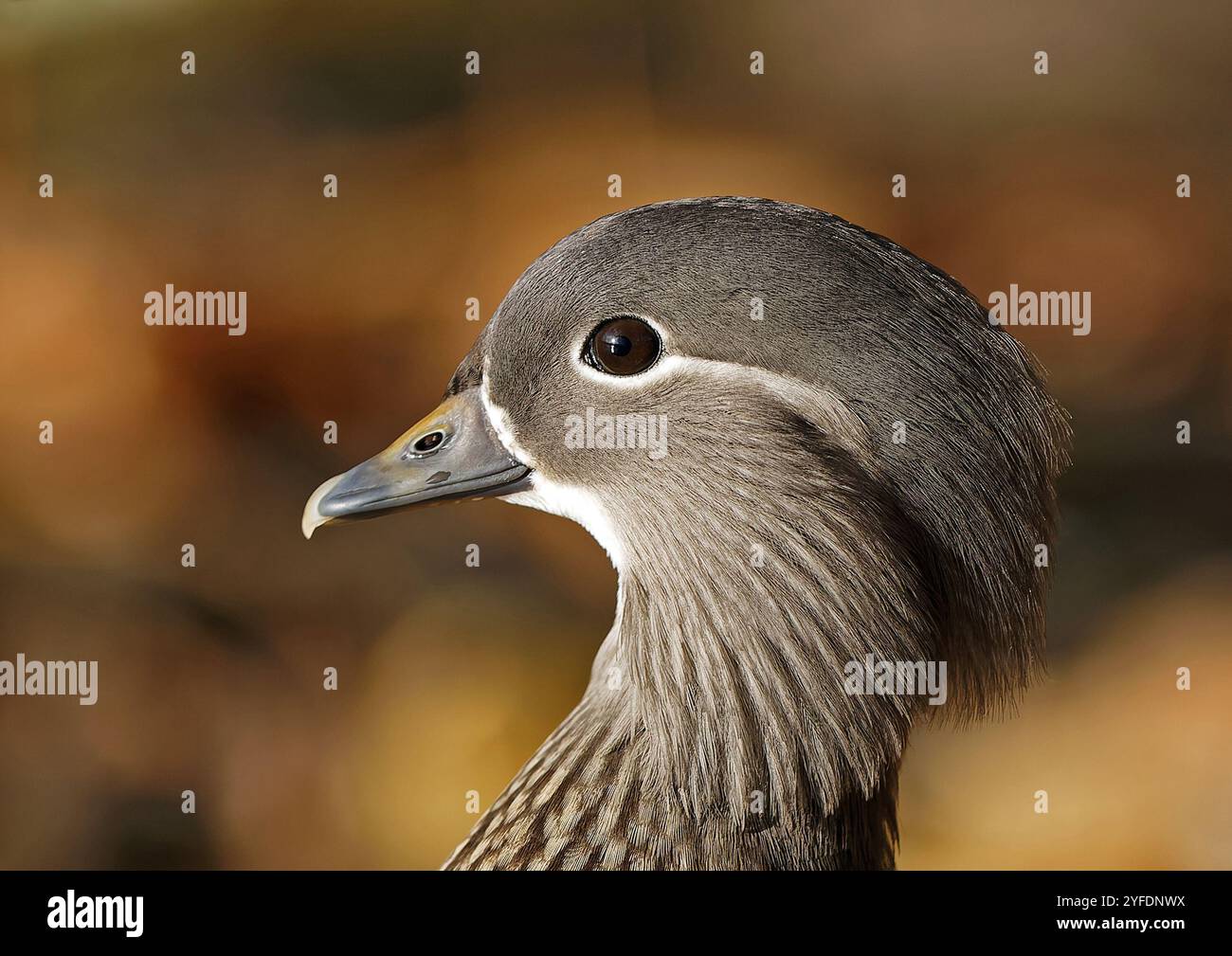 Duck head portrait hi-res stock photography and images - Alamy