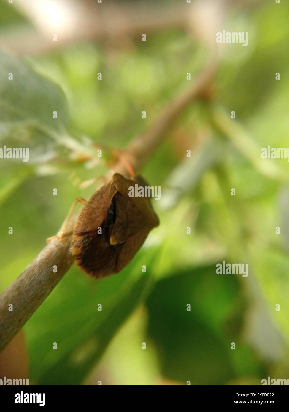 Peribalus strictus hi-res stock photography and images - Alamy