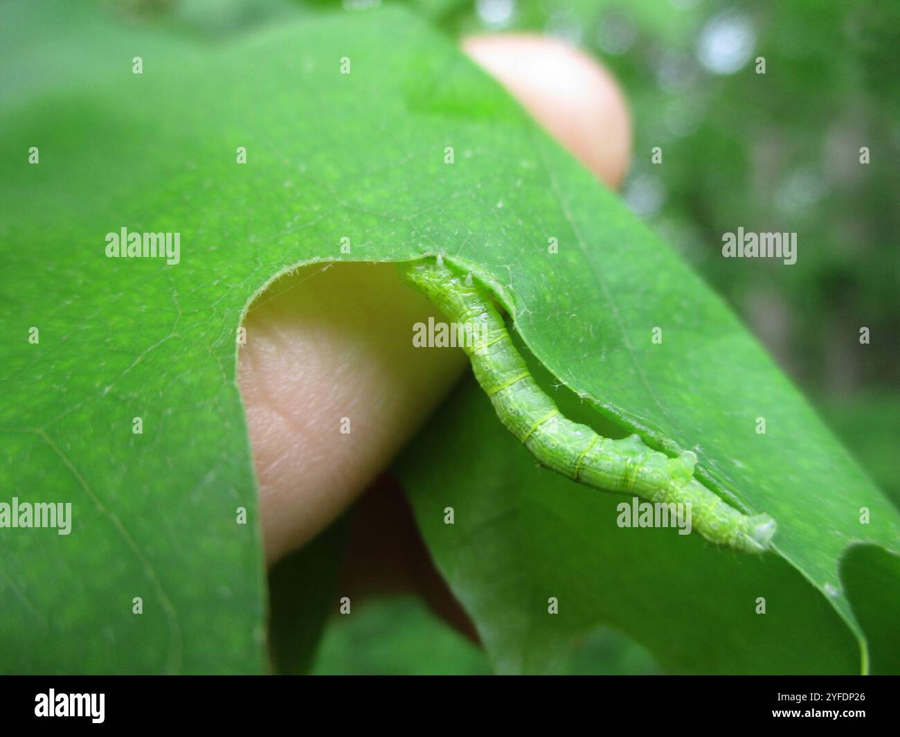 Fall Cankerworm Moth (Alsophila pometaria Stock Photo - Alamy