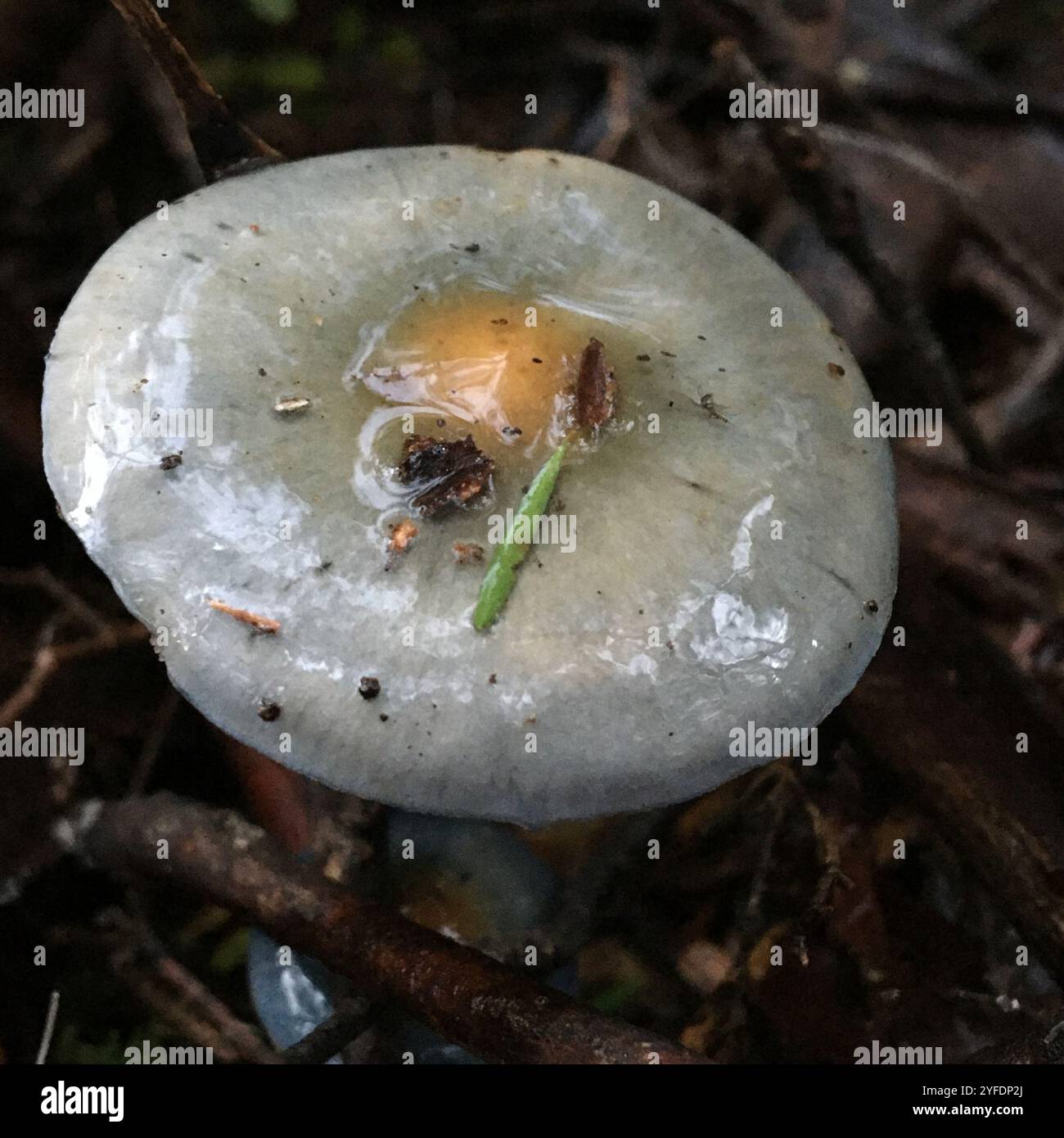 elegant blue webcap (Cortinarius rotundisporus Stock Photo - Alamy